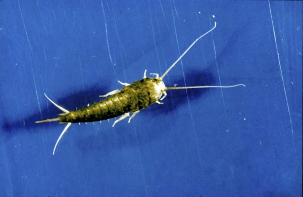 Silverfiskar vanligast men inte så farliga - Hem & Hyra