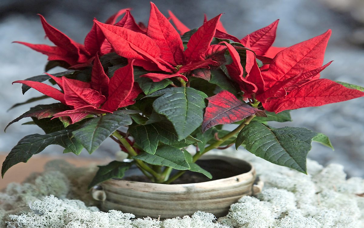 Lättskötta blommor som ger julen rätt färg - Hem & Hyra