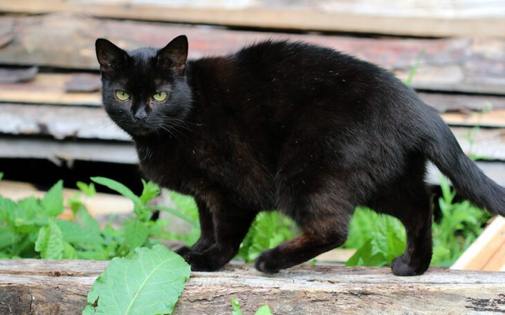 Lovade betala för kattkisset - ångrade sig och gick till polisen ...