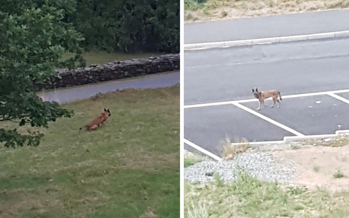 Lösspringande hund bajsade fritt – nu åker husse ut - Hem & Hyra