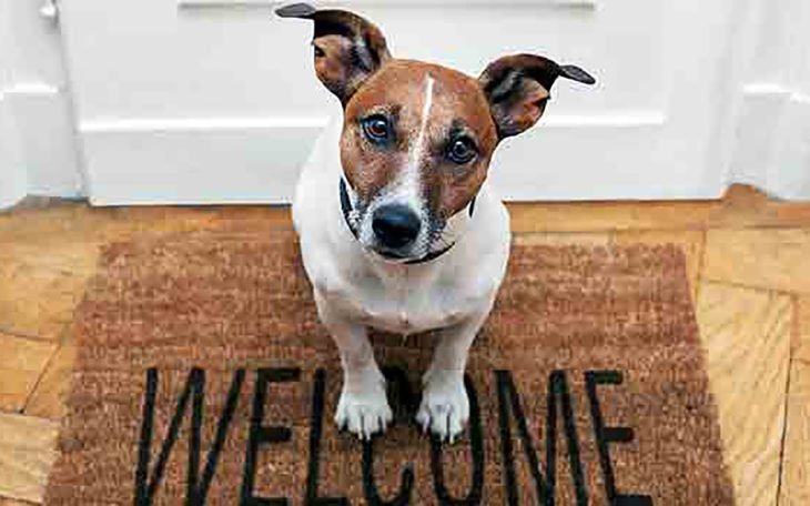 Hunden får springa lös och bajsa på gården - därför kan matte tvingas ...