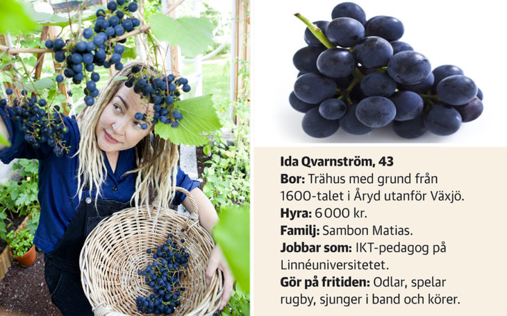 Så kan du odla vindruvor som hyresgäst: Ida gjorde växthus - Hem & Hyra