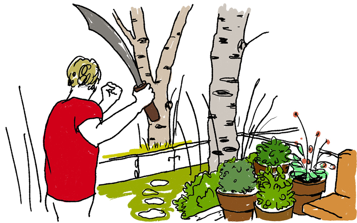 Enormt träd tar över min tomt – kan vi få bort björkarna? - Hem & Hyra