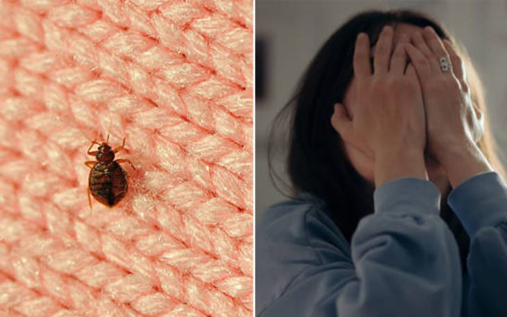 Lisa ville inte bo granne med vägglöss – blev av med tio års köpoäng ...