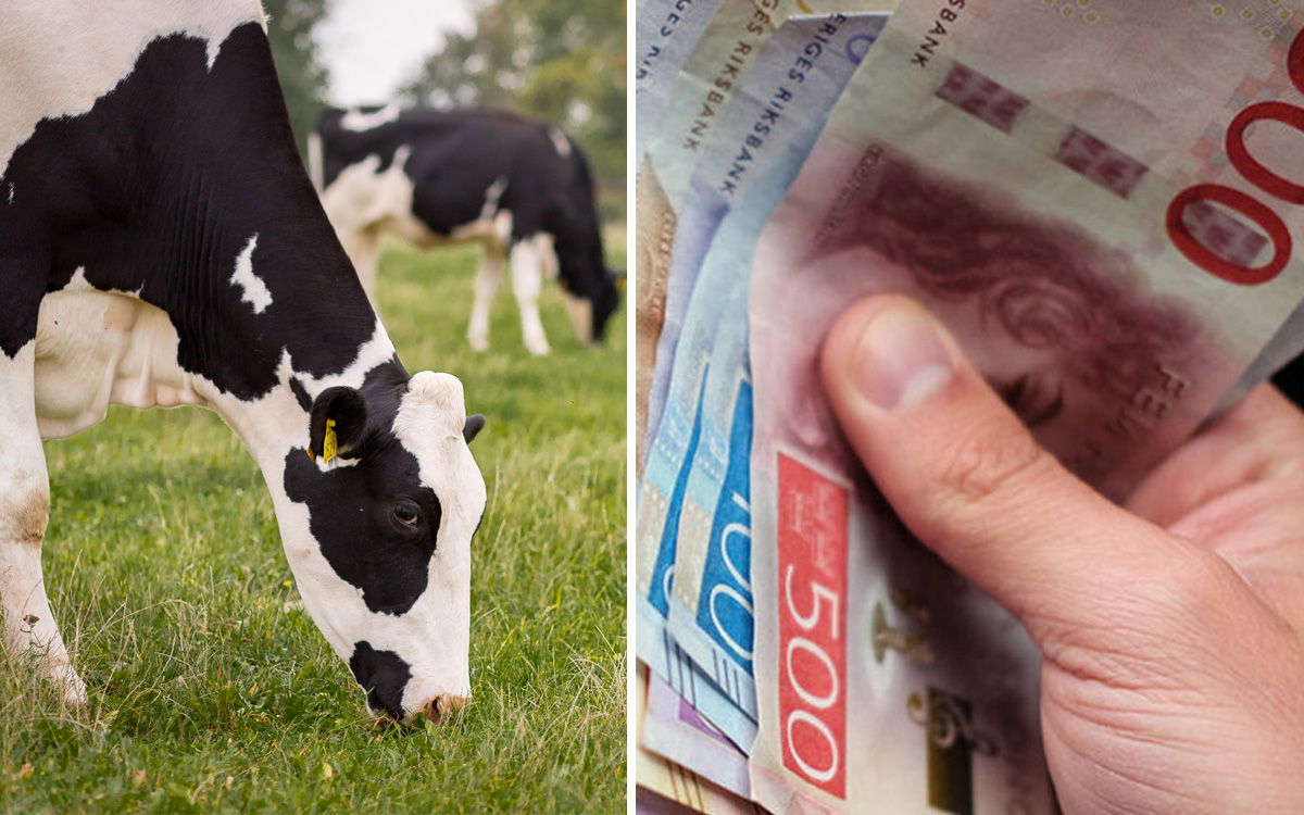 Krävdes på 365 000 i obetald hyra – kan få kossor och en miljon kronor ...