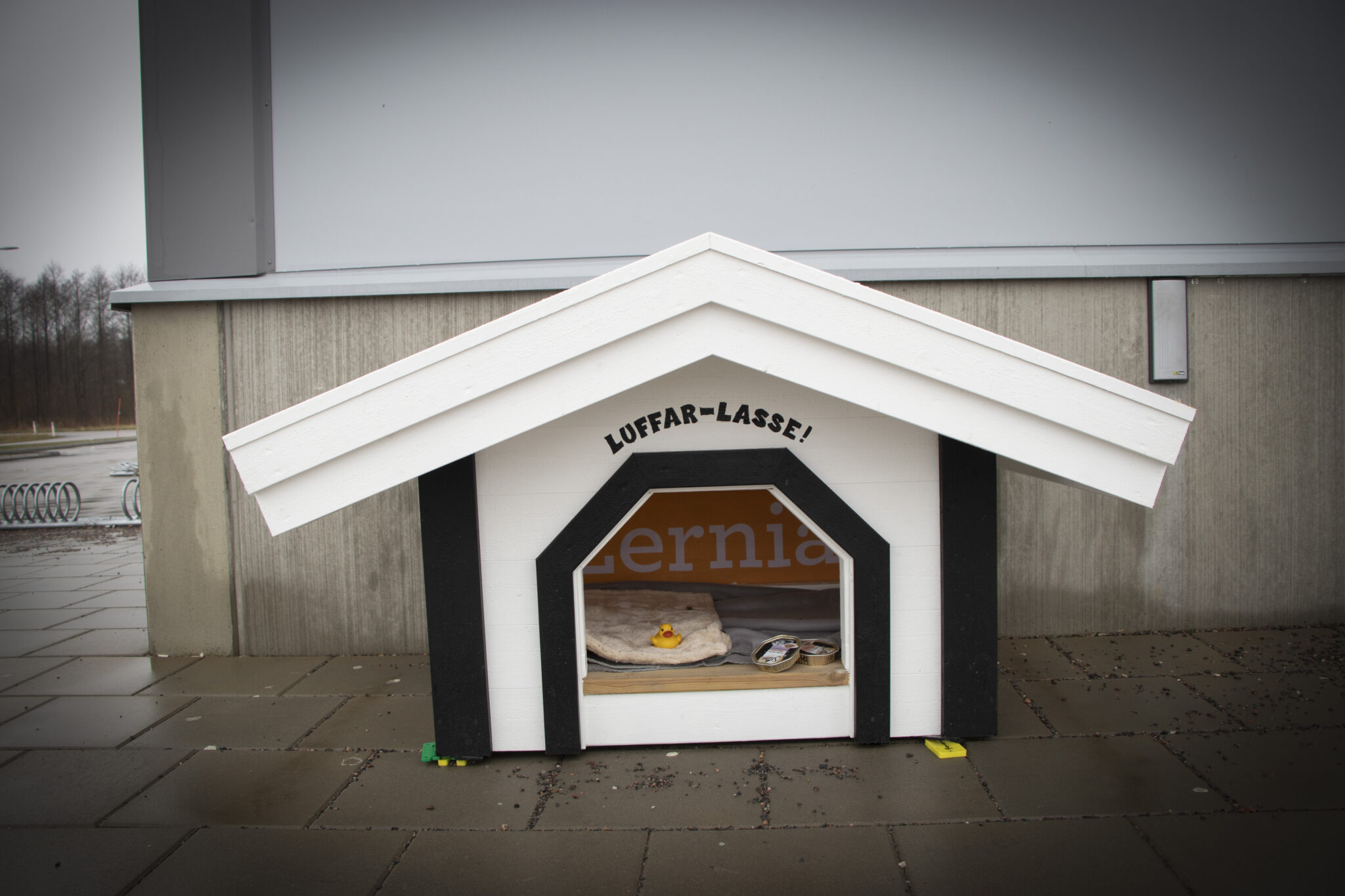 Kändiskatten Luffar-Lasse förenar tiotusentals människor: "Han sprider ...