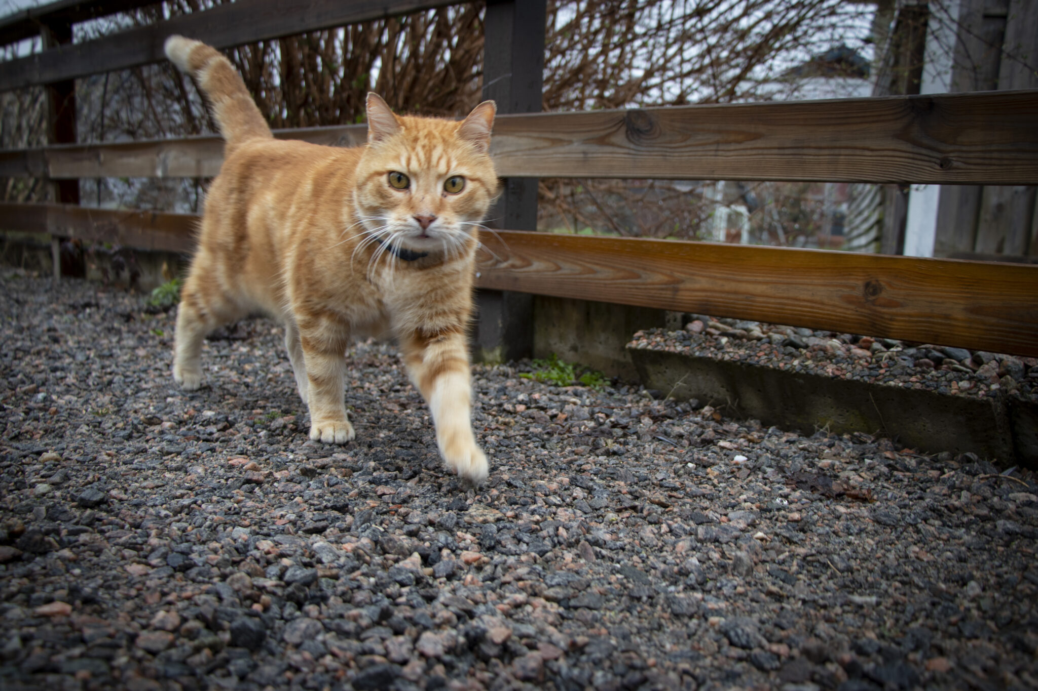 Kändiskatten Luffar-Lasse förenar tiotusentals människor: "Han sprider ...