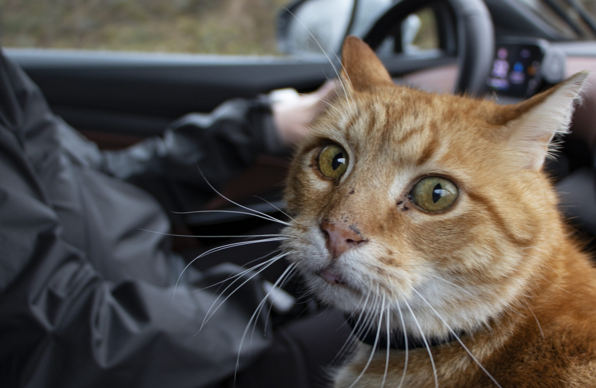 Kändiskatten Luffar-Lasse förenar tiotusentals människor: "Han sprider ...