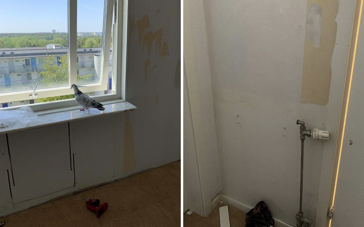 Duvor byggde bo i garderob och elementen försvann – nu blir hyresgästen ...